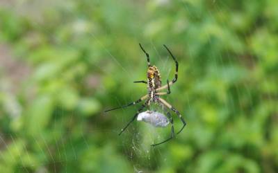 What Are the Most Common Spiders in Central California?